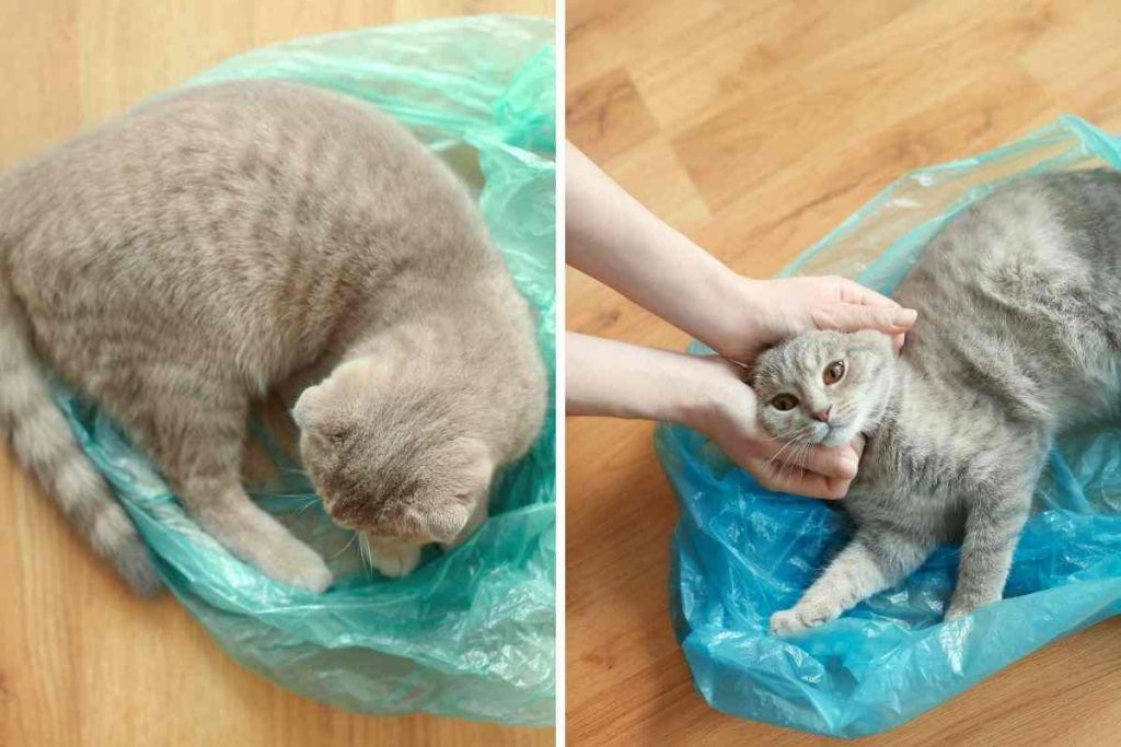 Perché al gatto piacciono i sacchetti di plastica? I vari motivi