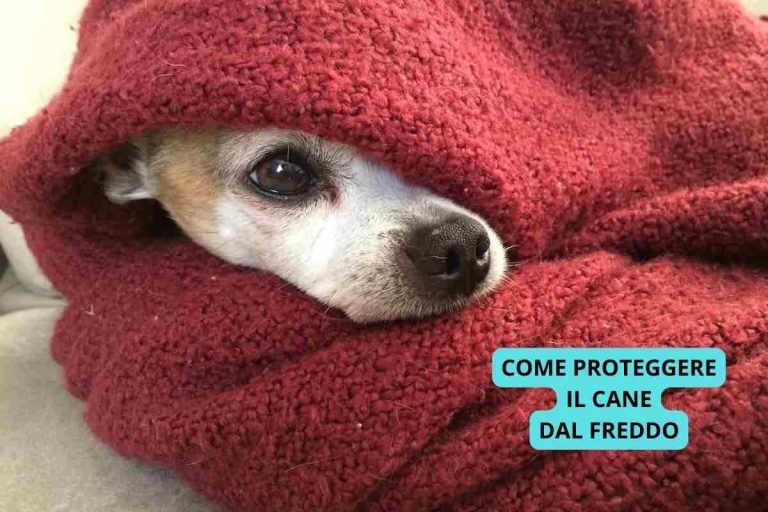 Come proteggere il cane dal freddo: tutto ciò che è utile sapere